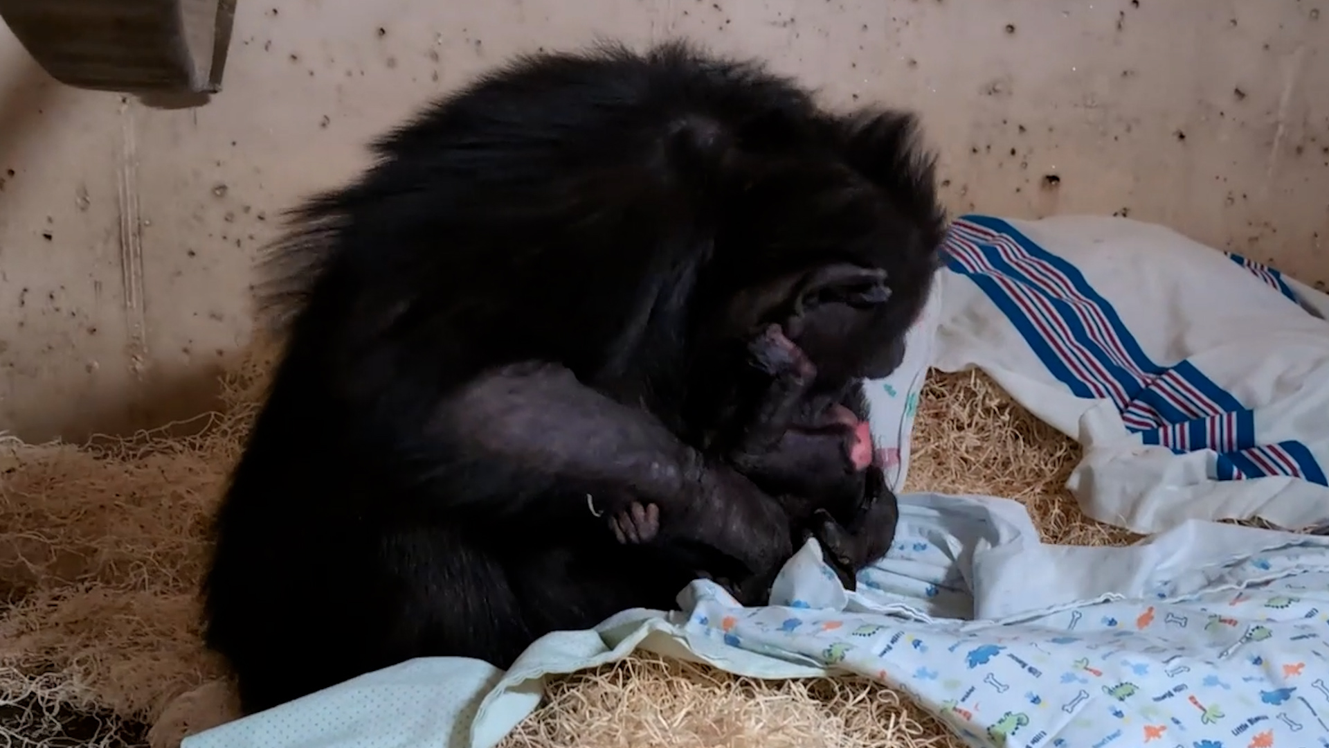 Heartwarming moment mother chimp meets newborn just 14 hours after C ...