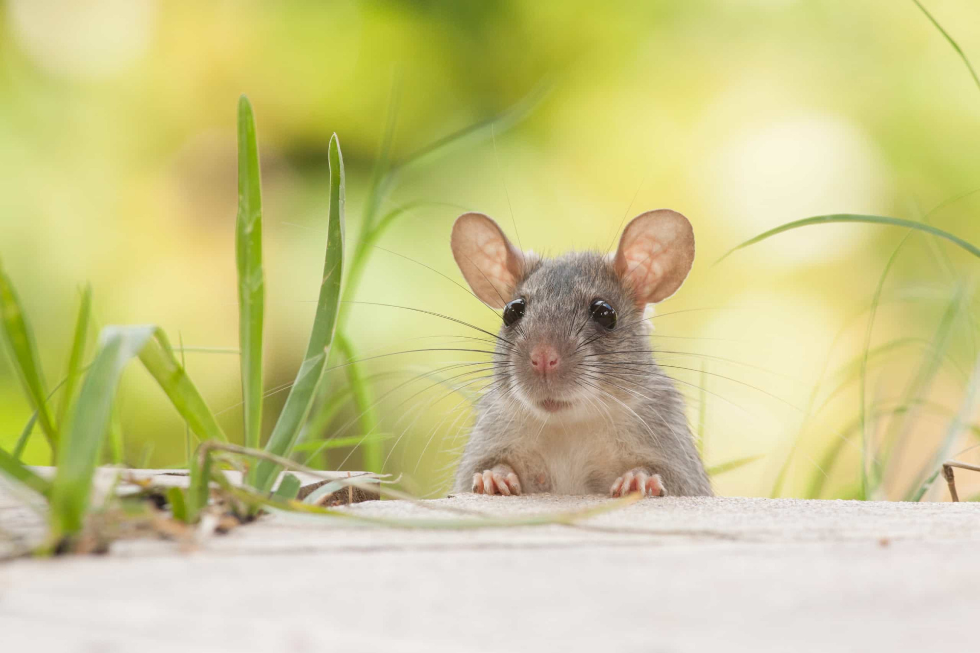 Strange foods you won't believe people used to eat