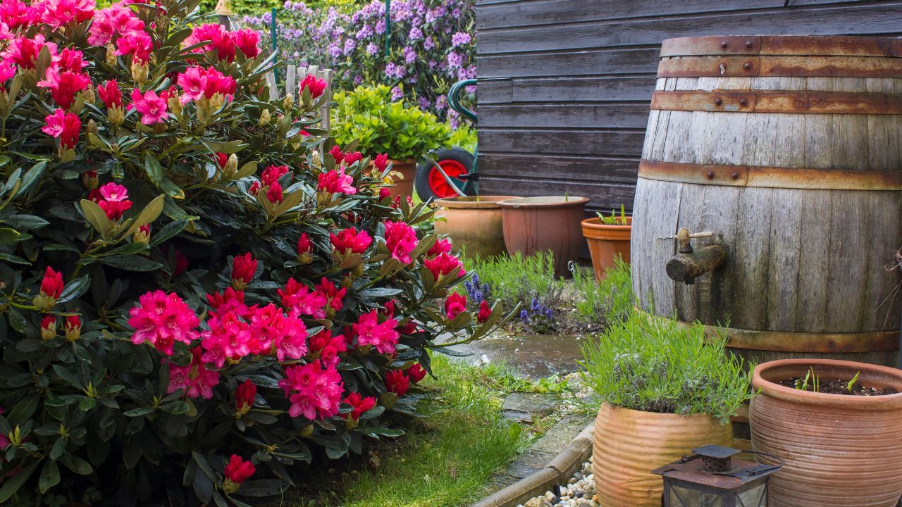 Why a Rain Garden is a Good Idea for Your Yard (and the Planet)