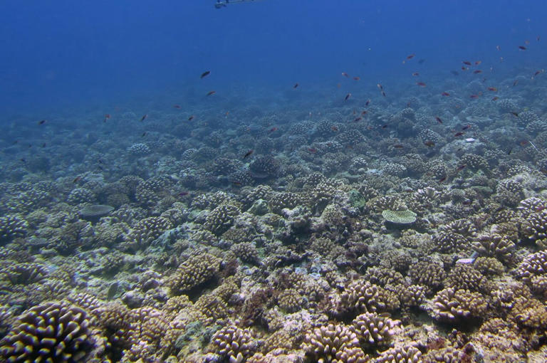 Coral reefs exude myriad chemicals, fueling dynamic microbial recycling ...