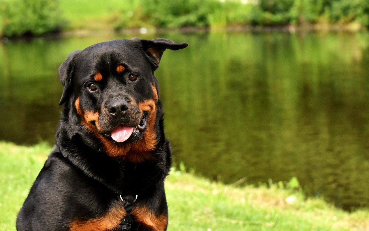 15 Most Protective Dog Breeds That Will Guard You With Their Life