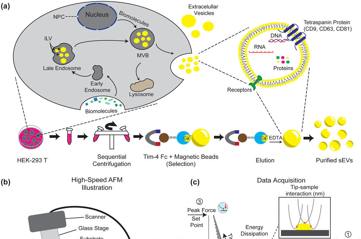 High-speed imaging uncovers nanoscopic world of intercellular communication