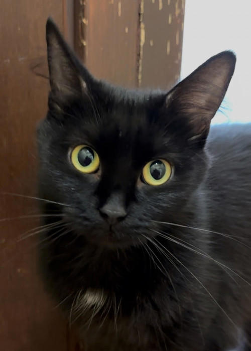 National Pet Day: Meet 7 adorable cats and dogs at Holly Hedge looking ...