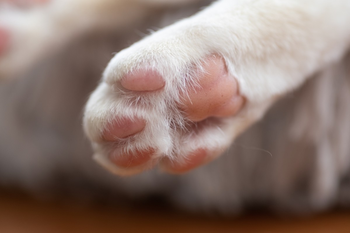 Sweet Minskin Cat Has Literal Question Mark Eyebrows and We Can’t Deal