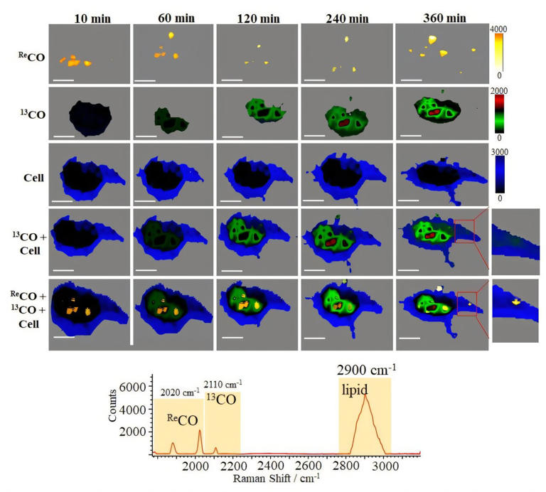 3D Raman imaging reveals CO₂ reduction inside living cells