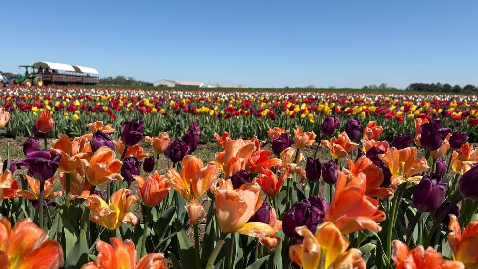 GALLERY | Tulip season in full bloom at Burnside Farms in Nokesville ...