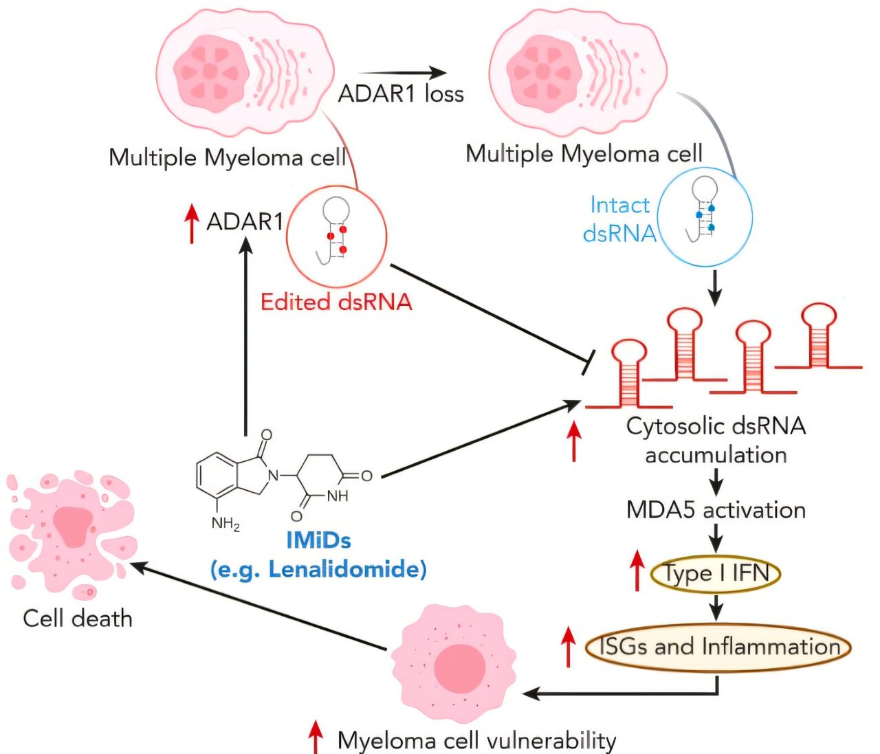 Discovery of key mechanism could combat lenalidomide resistance in ...