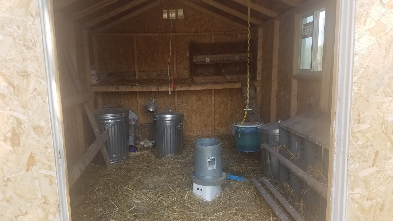 5 chicken coop mistakes you’ll regret if you don’t catch them early