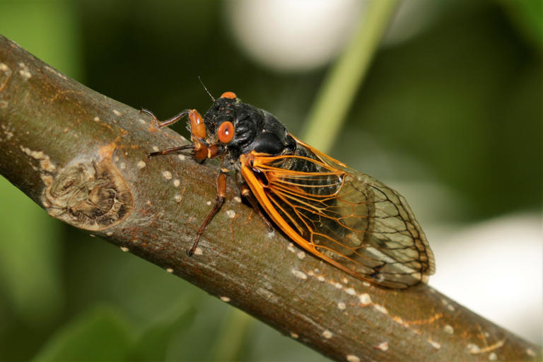 Cincinnati, get ready for cicadas. 17-year brood to invade soon. See ...