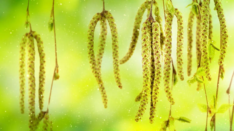 Understanding Pollen And Pollen Counts