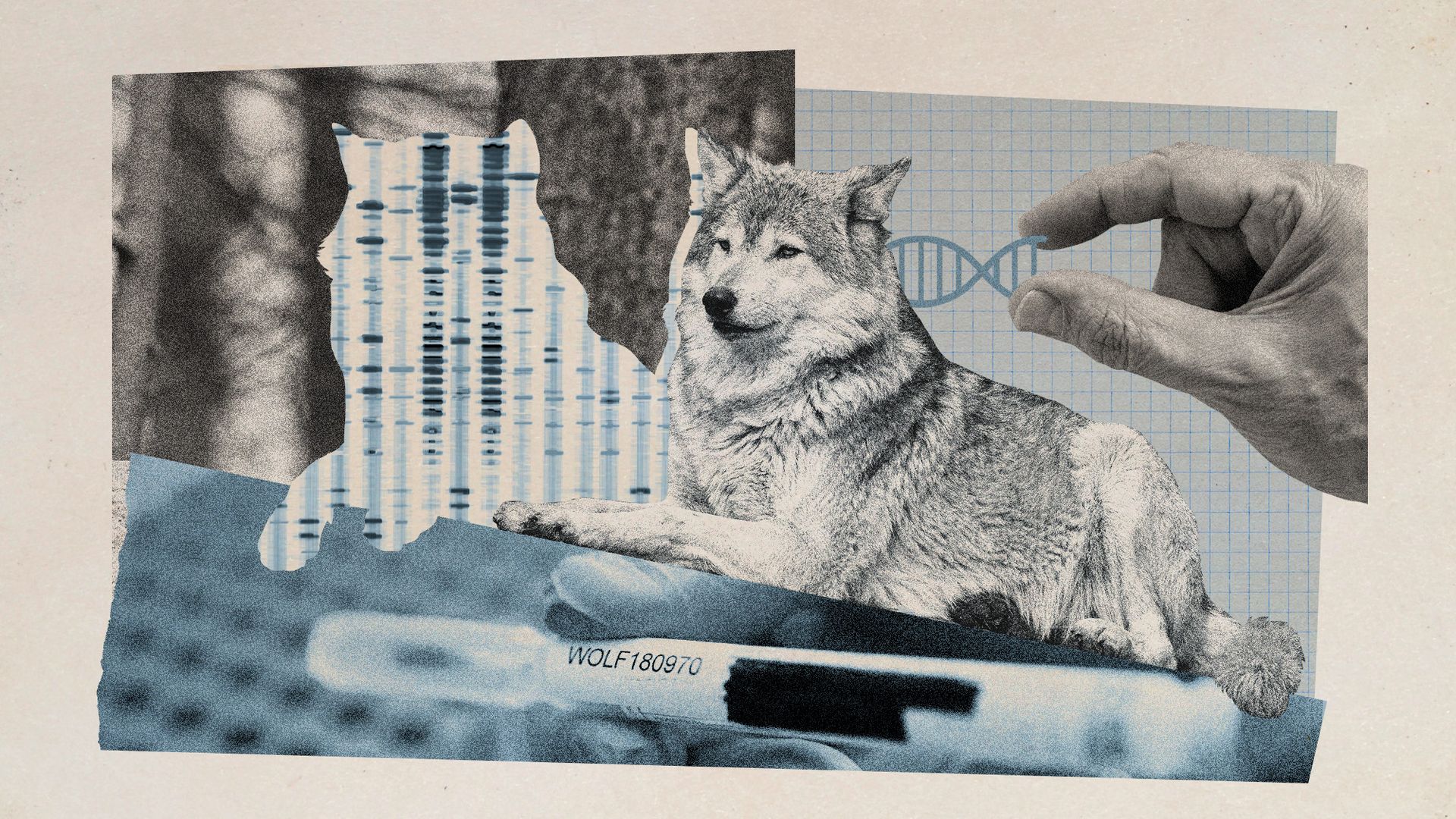 The return of the dire wolf after 10,000 years of extinction