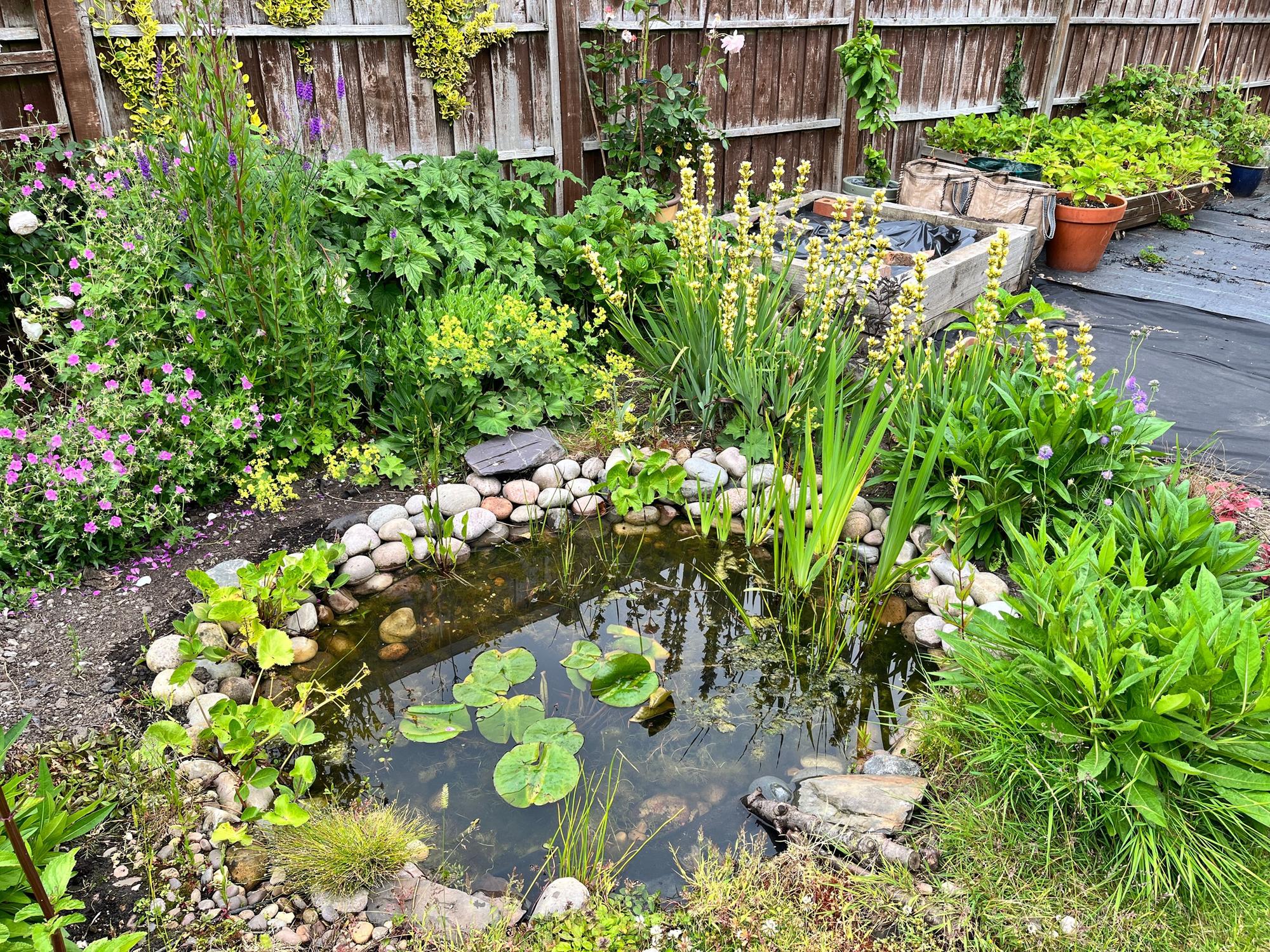 Wildlife Trust encourages gardeners to go for gold with new Wildlife ...