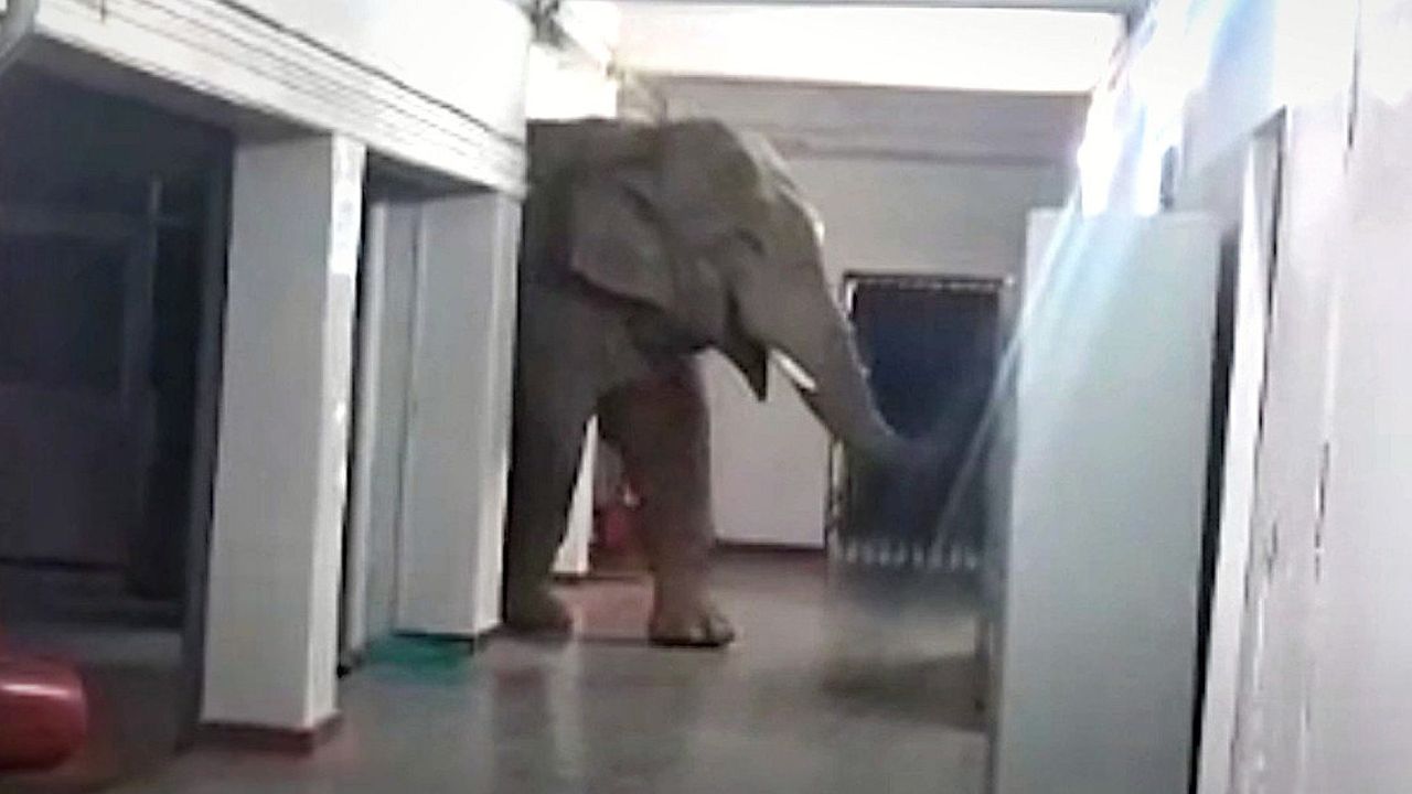 Panic after elephant breaks into school and roams hallways in India