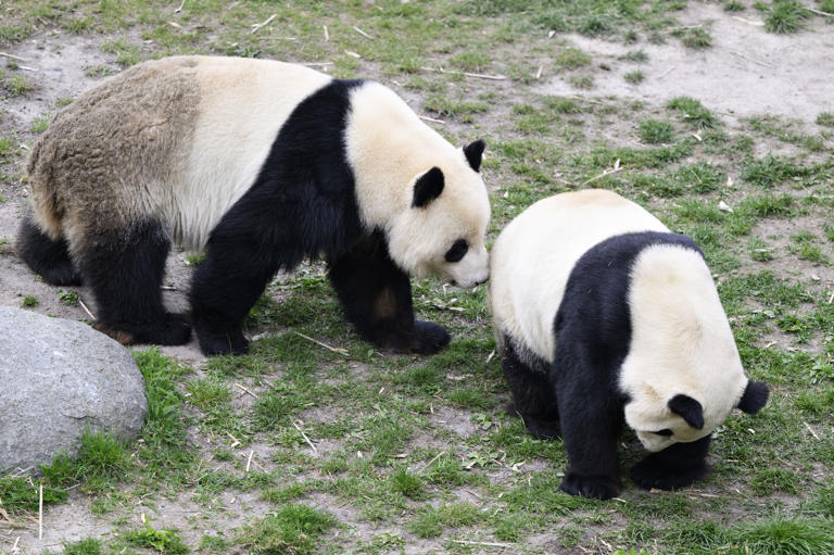 Vinduet for københavnsk pandaparring er ved at lukke