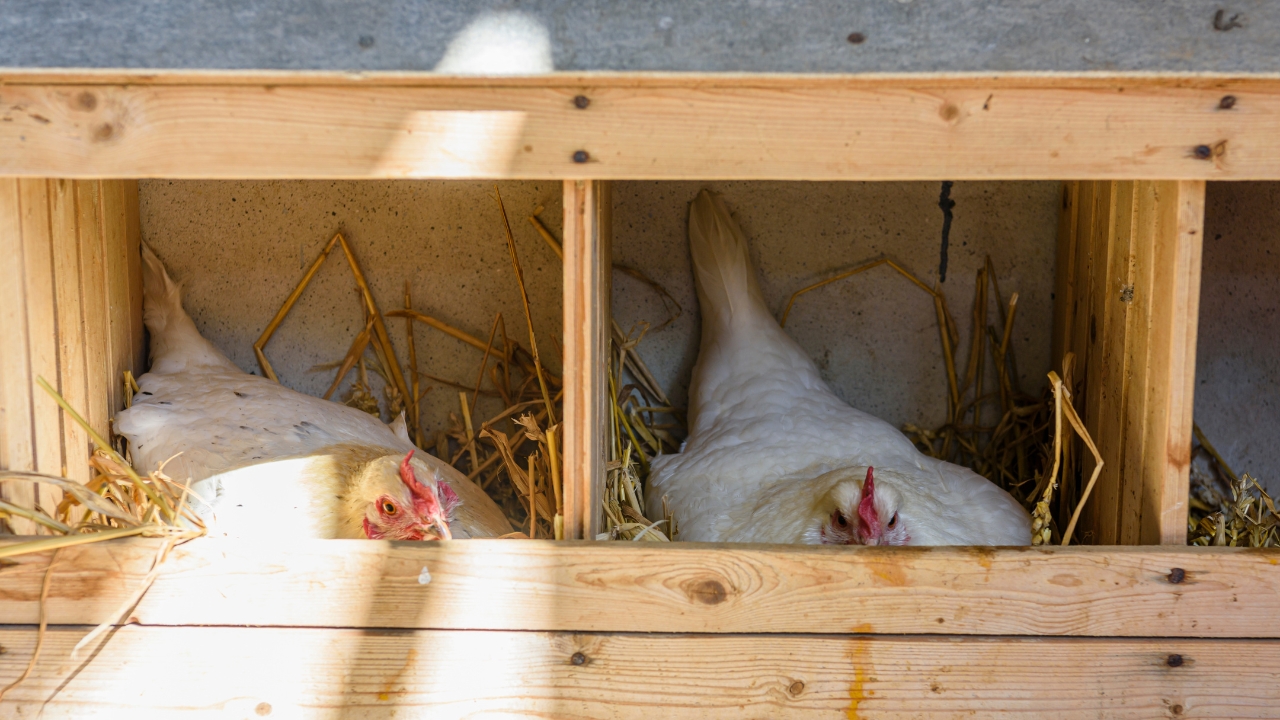 9 Things That’ll Ruin a Nesting Box Setup Fast