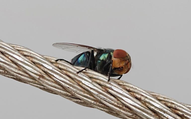 Oppo Find X8 Ultra camera review: The 1-inch wonder