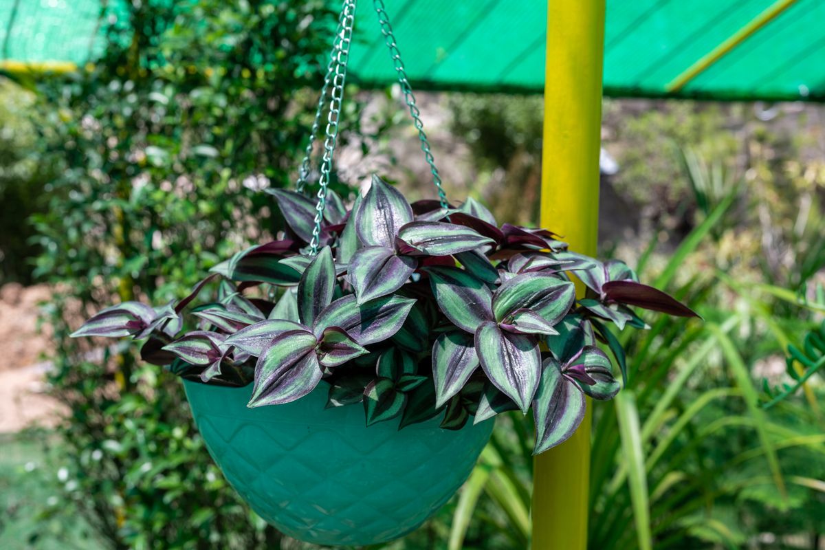 These Hanging Plants Will Glam Up Any Space