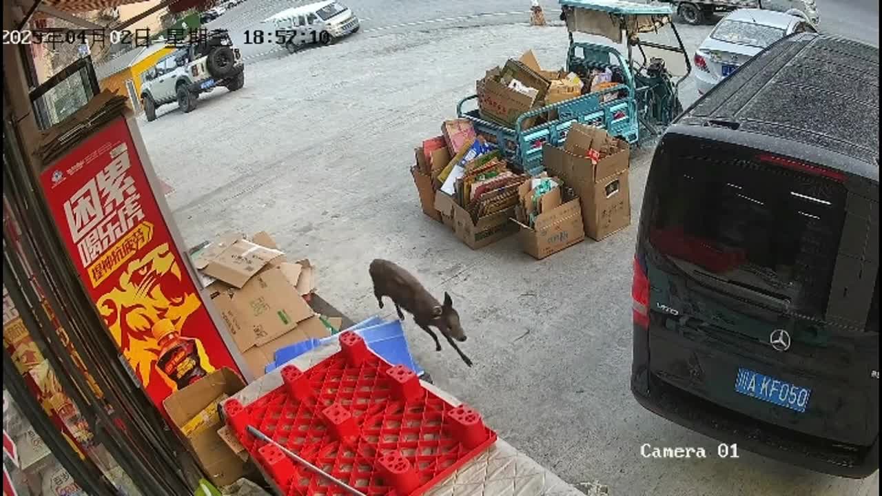 Serow strolls through supermarket in China - locals work together to ...