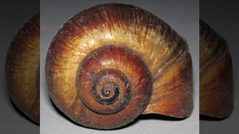 You Should Always Destroy The Eggs Of One Animal Species. Here's Why