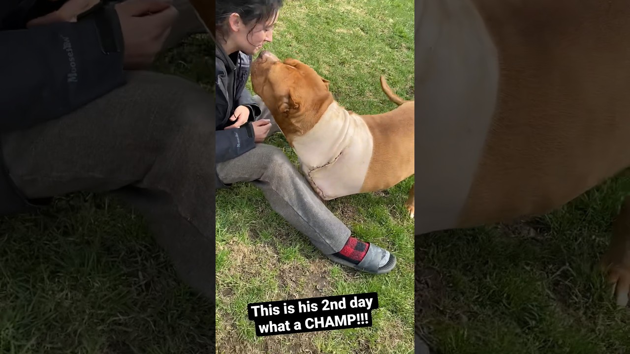 Dog loses leg but remains brave and unstoppable in spirit
