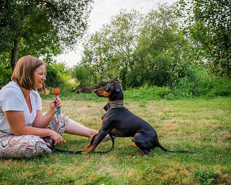 Europe’s top rail operators and routes for a dog-friendly adventure ...