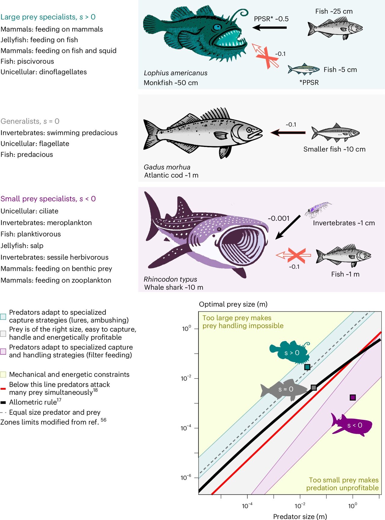 Who eats whom? New model for marine food webs calculates predator-prey ...