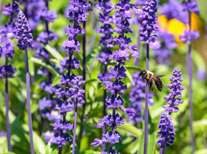 Top 10 Purple Plants to Grow in Your Flower Garden