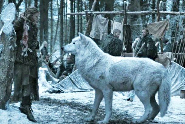 Has the dire wolf been brought back to life? Here’s what we know