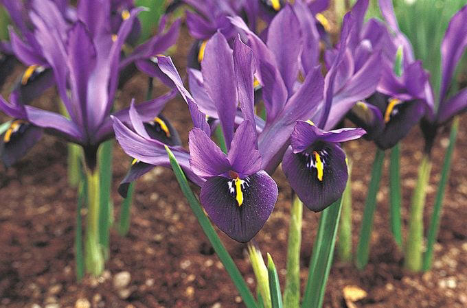 Top 10 Purple Plants to Grow in Your Flower Garden