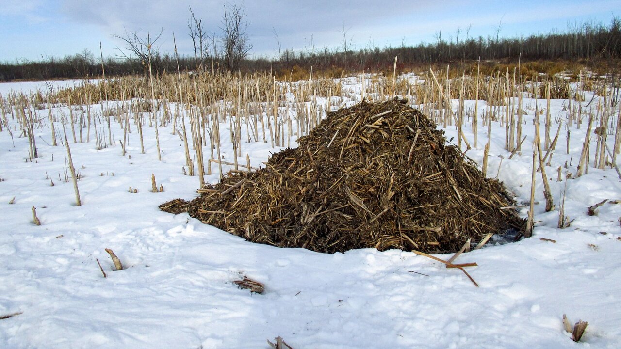 Study offers a look beneath the surface of muskrat behavior