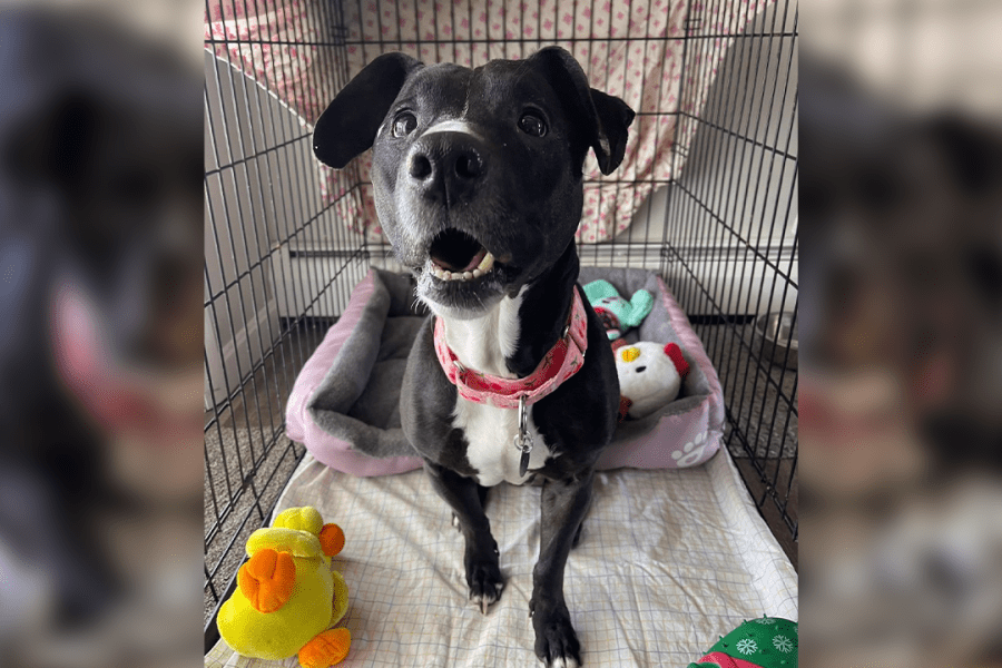 Police identify person who tossed dog over Central PA Humane Society fence