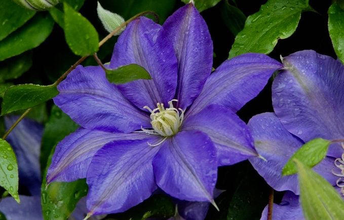 Top 10 Purple Plants to Grow in Your Flower Garden