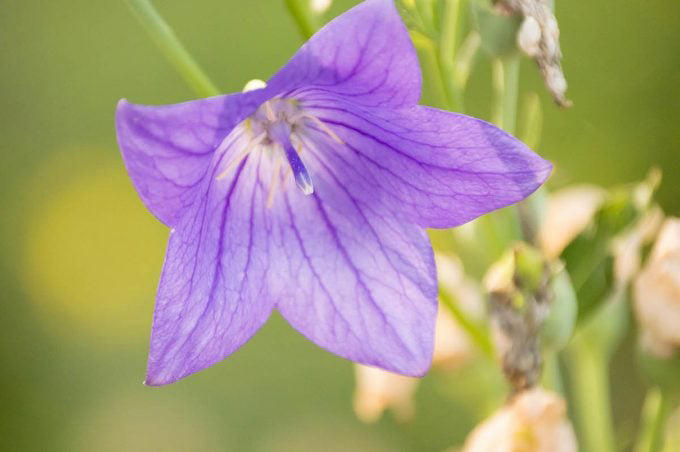 Top 10 purple plants to grow in your flower garden