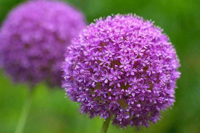 Top 10 Purple Plants to Grow in Your Flower Garden