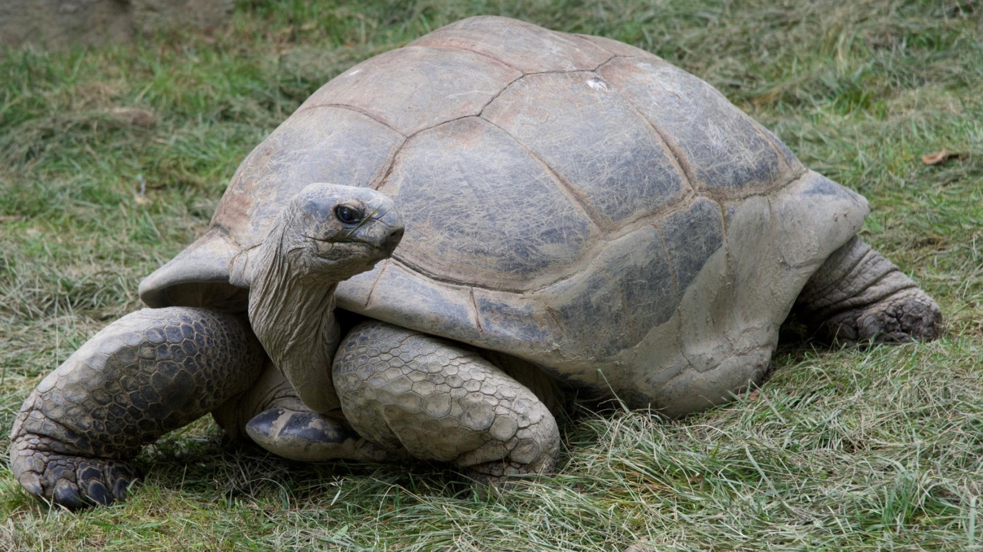 Othello, Saint Louis Zoo's more than 100-year-old giant tortoise, dies