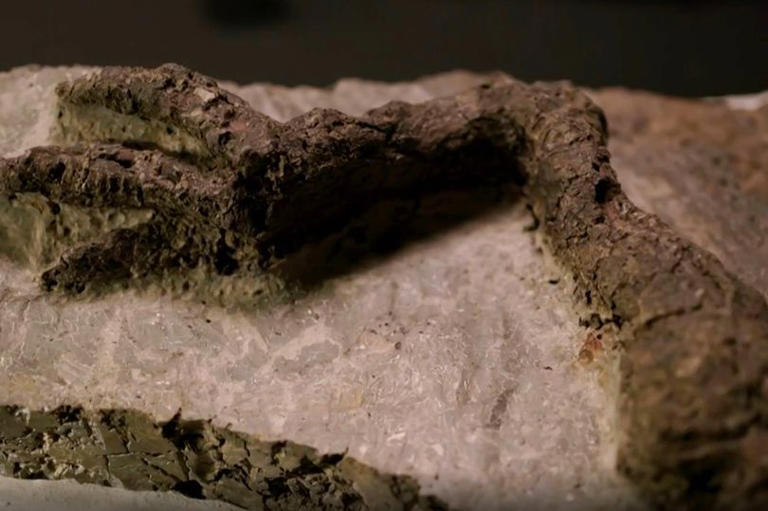 Dinosaur fossils rewrite what scientists once thought about the asteroid extinction