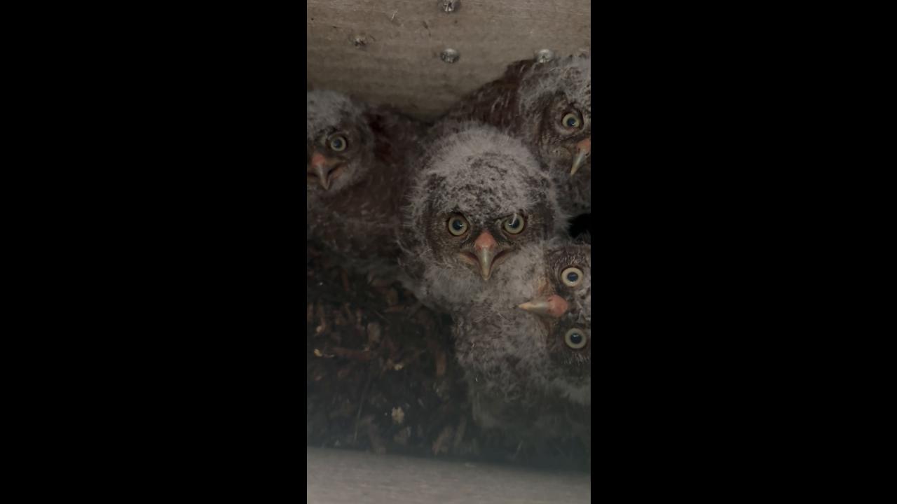 Four Eastern Screech Owlets in Owl Box Nest