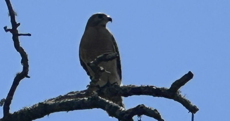 Watch: Hawks attack humans outside Florida business