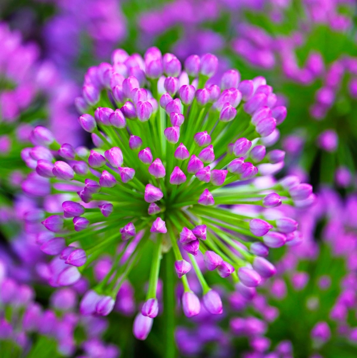 Top 10 Purple Plants to Grow in Your Flower Garden