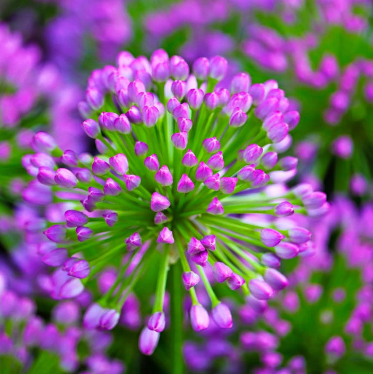 Top 10 purple plants to grow in your flower garden