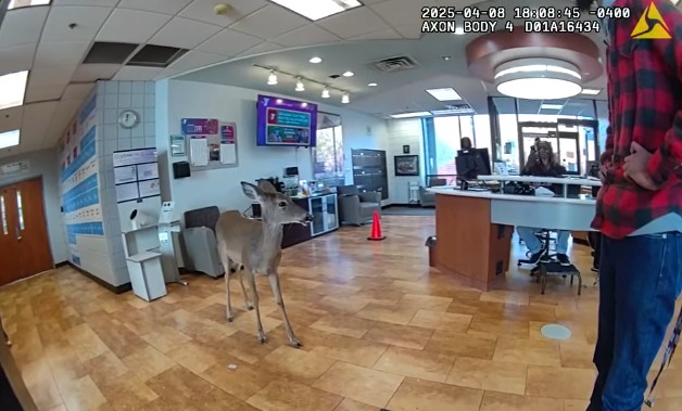 Body camera video shows deer wandering into downtown Louisville YMCA