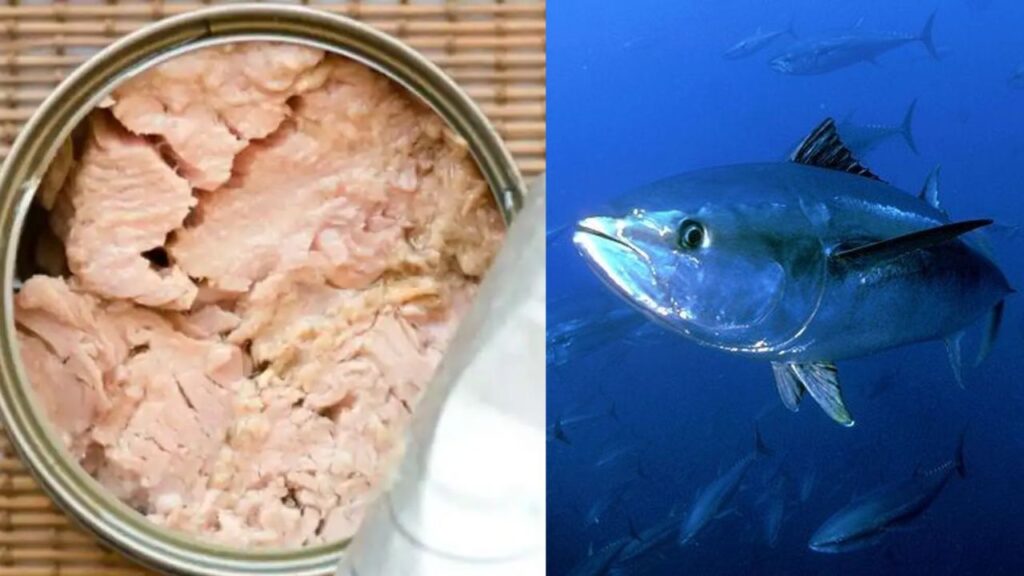 Marcas de atún que sí son atún, según Profeco