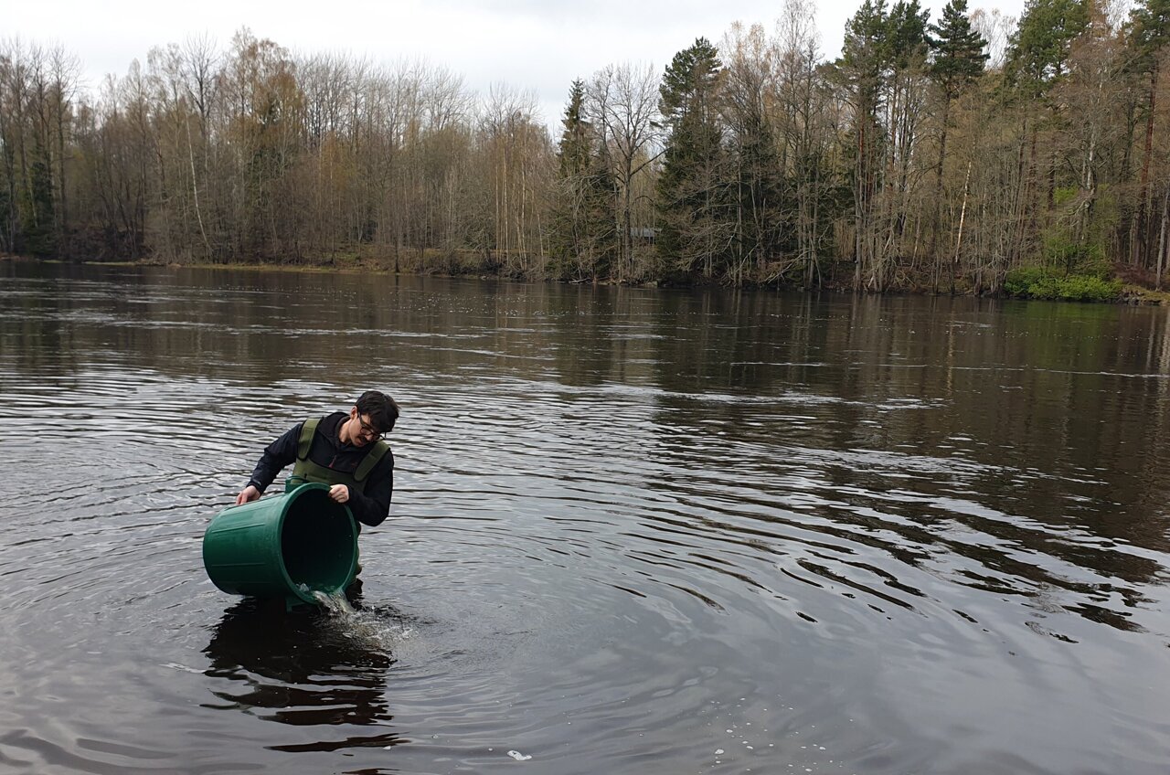 Pharmaceutical pollution alters migration behavior in salmon, study shows