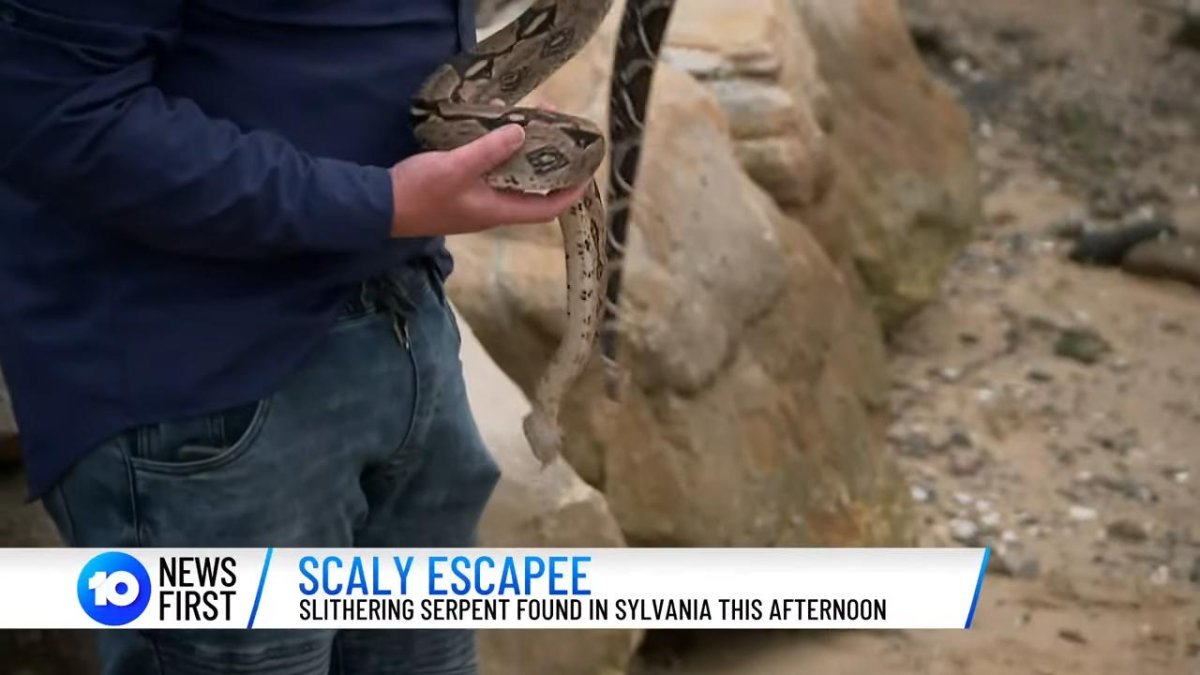 Watch: Boa constrictor captured after 5 days on the loose in Australian ...