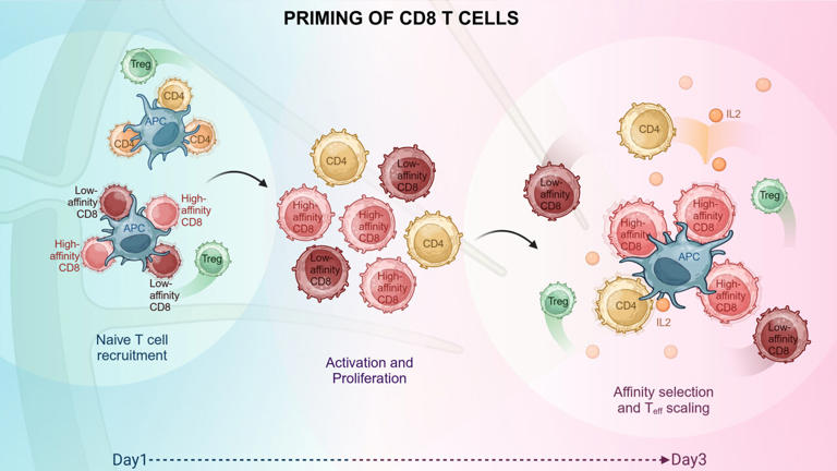 Discovery of new immune response phase upends beliefs about T-cell priming