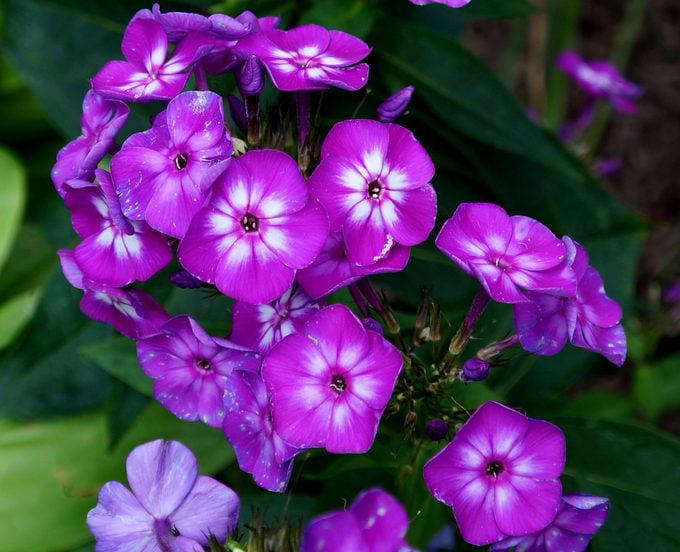 Top 10 purple plants to grow in your flower garden
