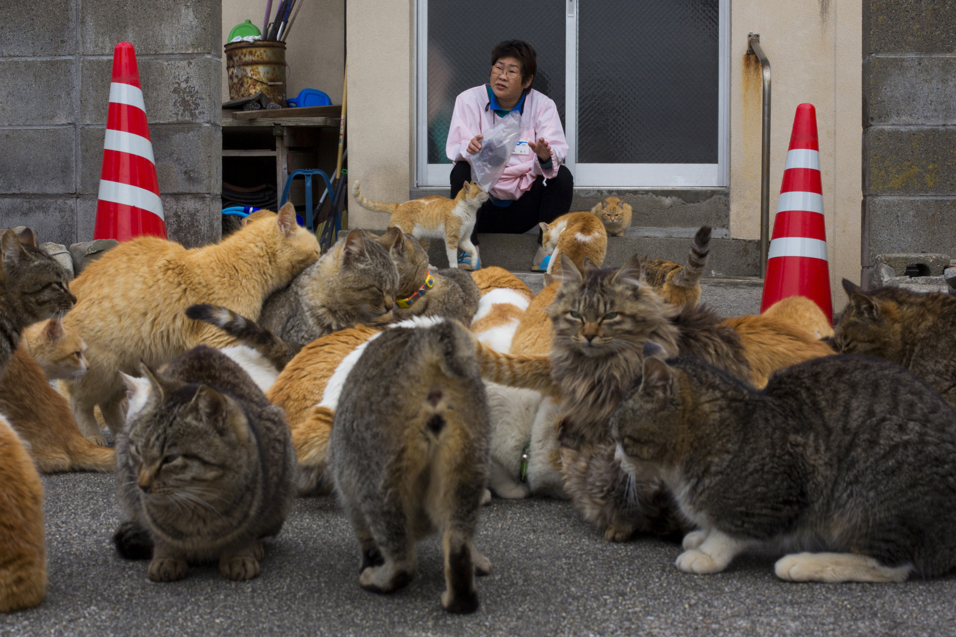 Peek inside Japan's surreal island of cats