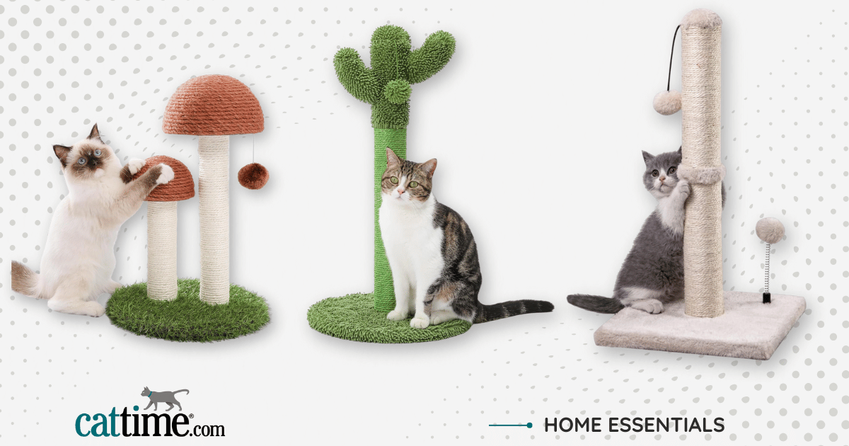 7 Best Cat Scratching Posts That Your Kitty Will Love