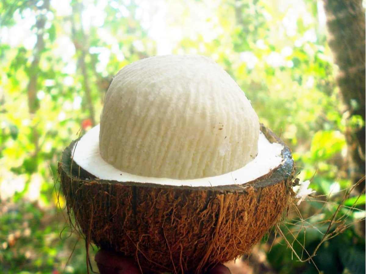 ¿Qué es la manzana de coco? La fruta que se puso de moda