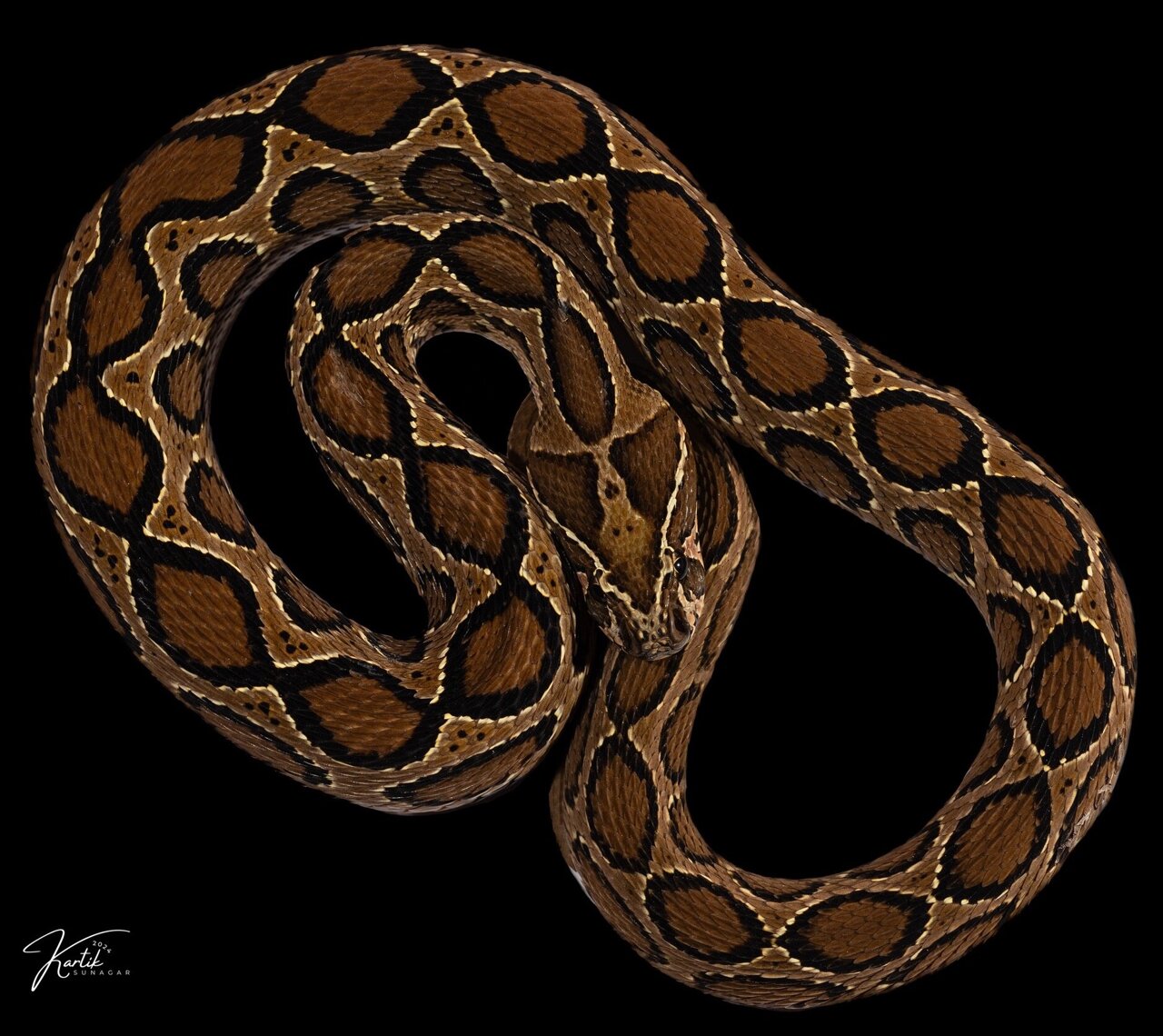 Venom characteristics of a deadly snake can be predicted from local climate